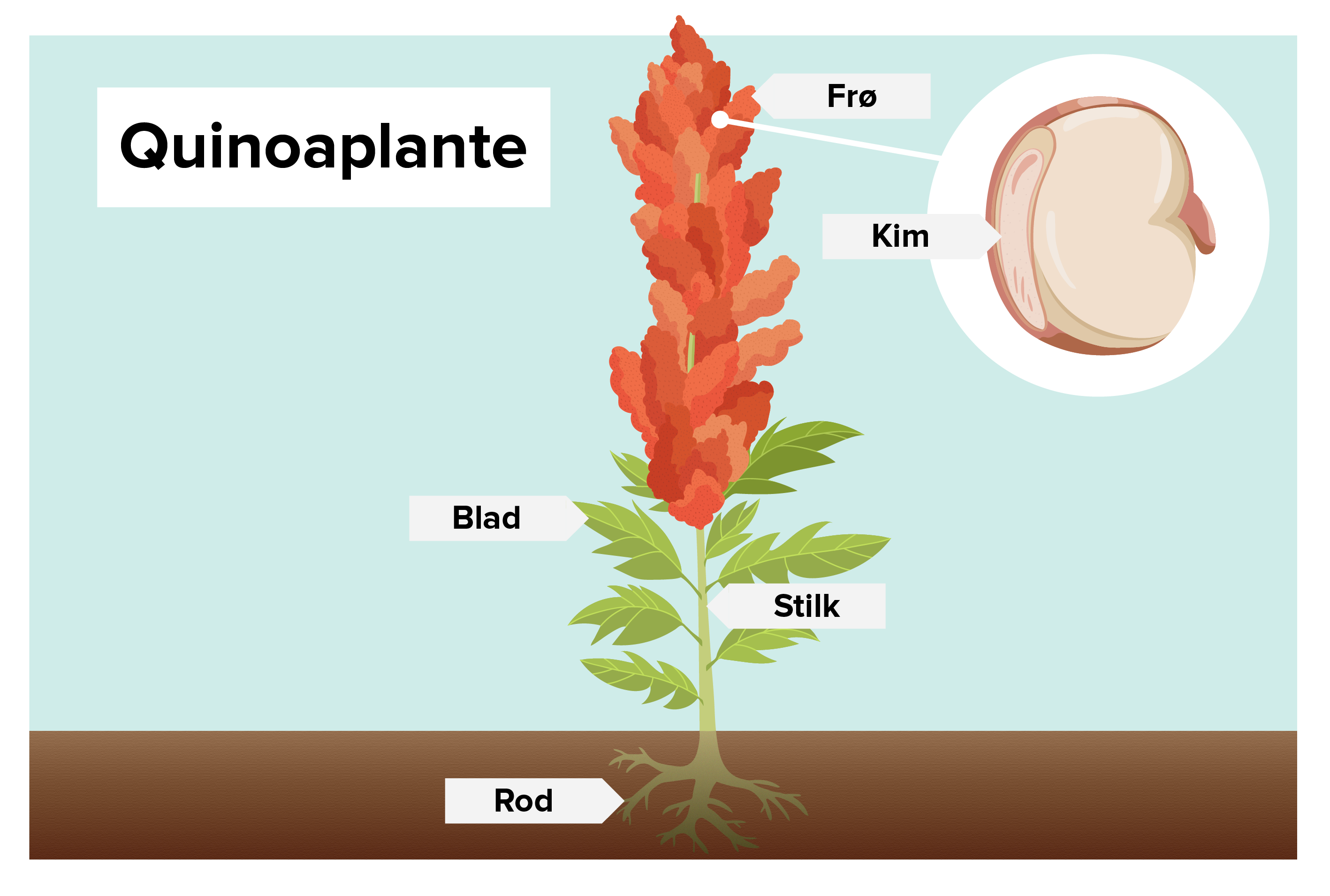 Quinoa – en nærende plante